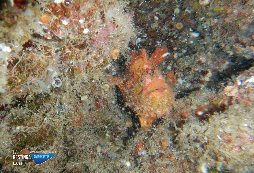 GUSTAVO el pez rana - Blog - Centro de Buceo en El Hierro - Buceo La ...
