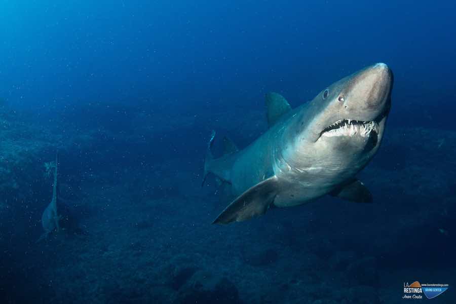 ¡SHARK SOLRAYO'S WEEK! - Blog - Centro de Buceo en El Hierro - Buceo La ...
