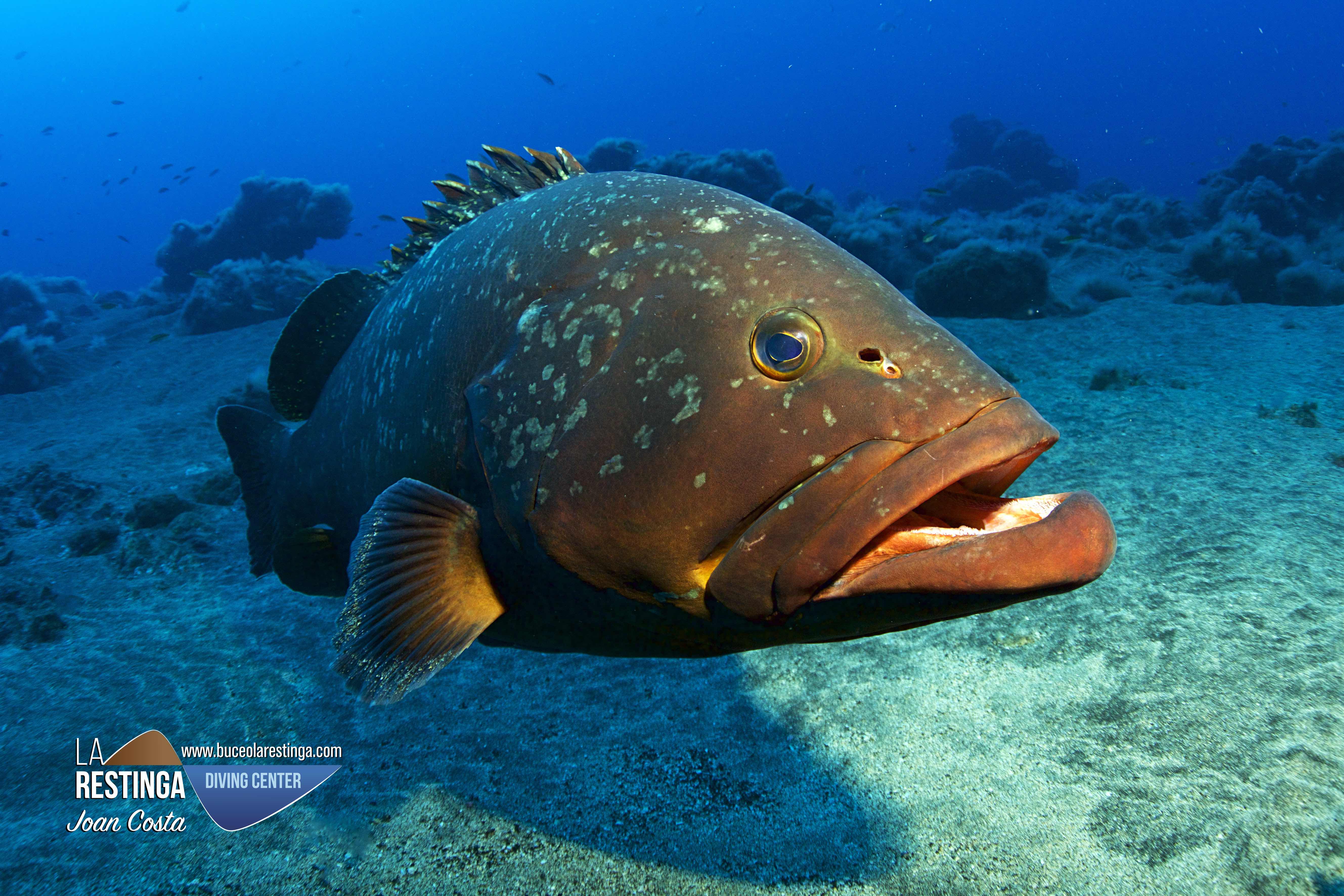 El Mero (Epinephelus marginatus) - Blog - Centro de Buceo en El Hierro ...