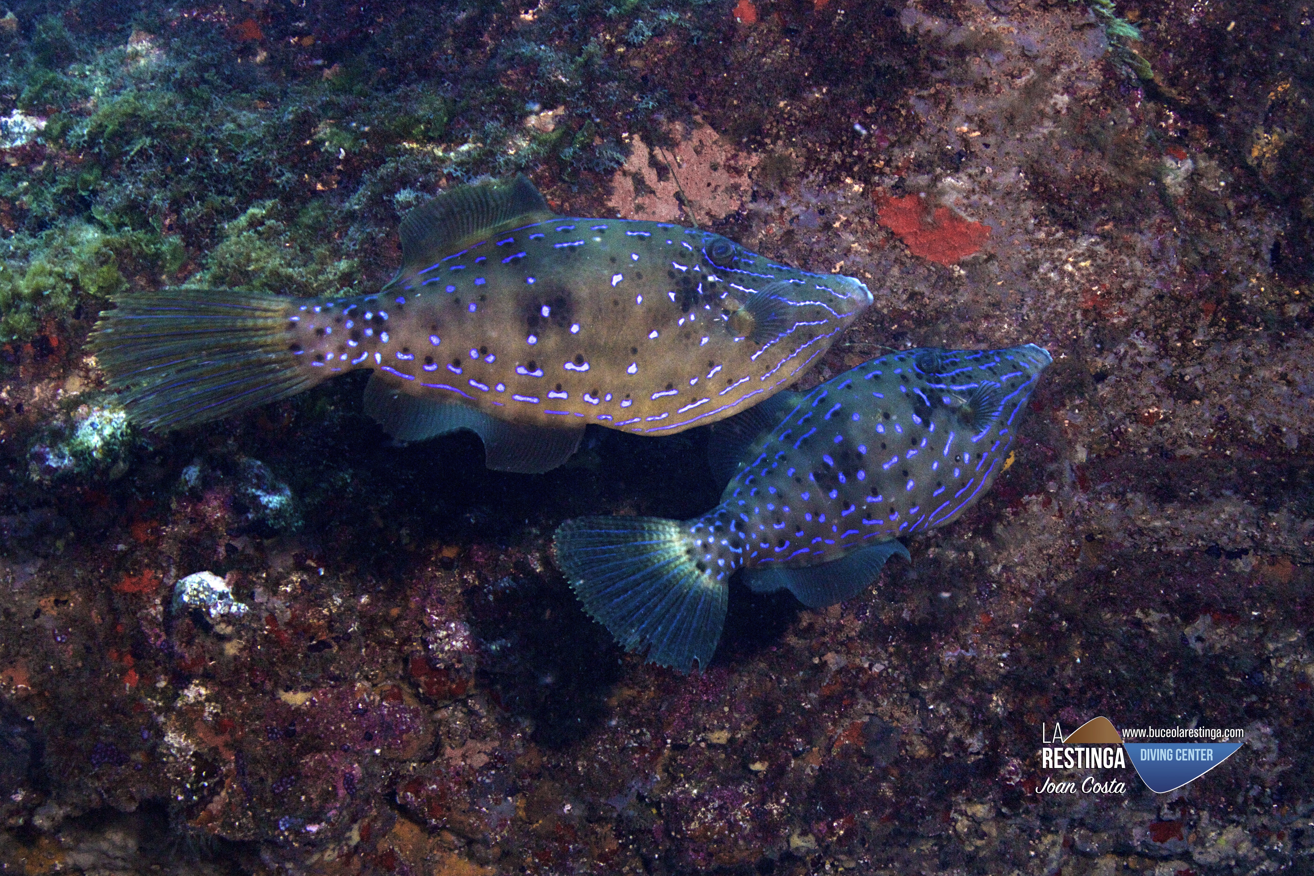 GALLOS AZULES - Blog - Centro de Buceo en El Hierro - Buceo La Restinga